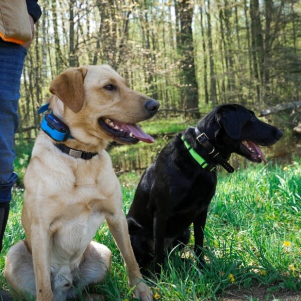 Home - Rooster Ranch