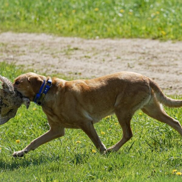 Home - Rooster Ranch